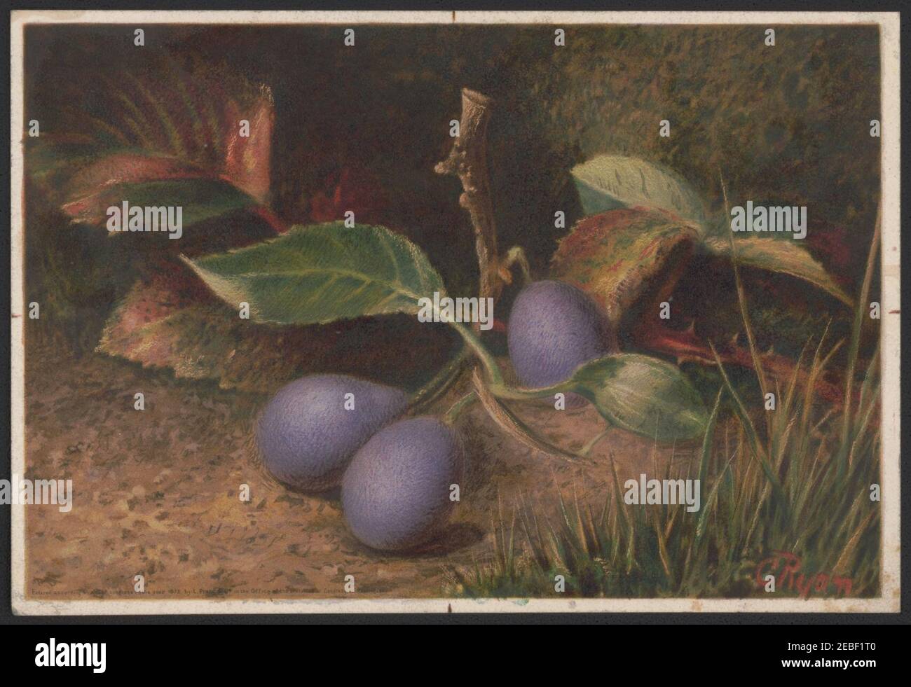 No. 4, Grapes Stock Photo - Alamy