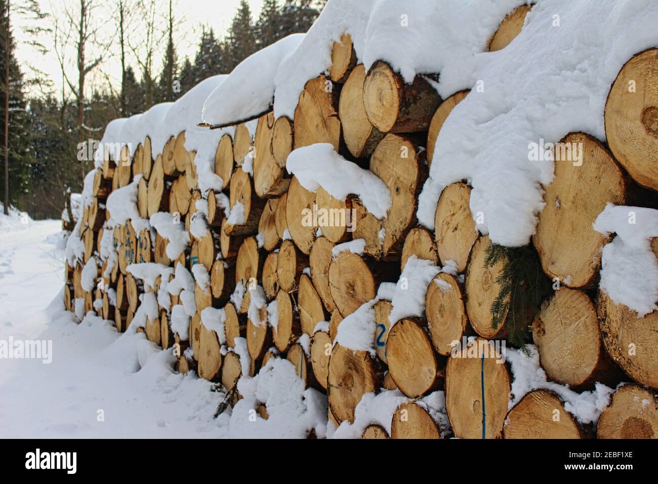 Large white pine log hi-res stock photography and images - Alamy