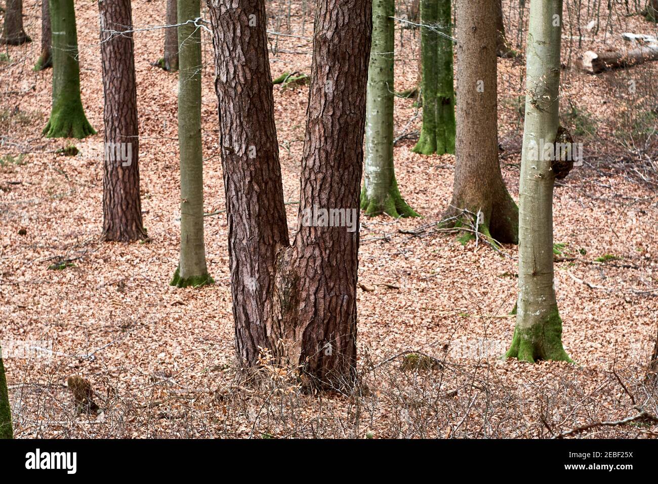 Intertwined trees in a forest Stock Photo - Alamy