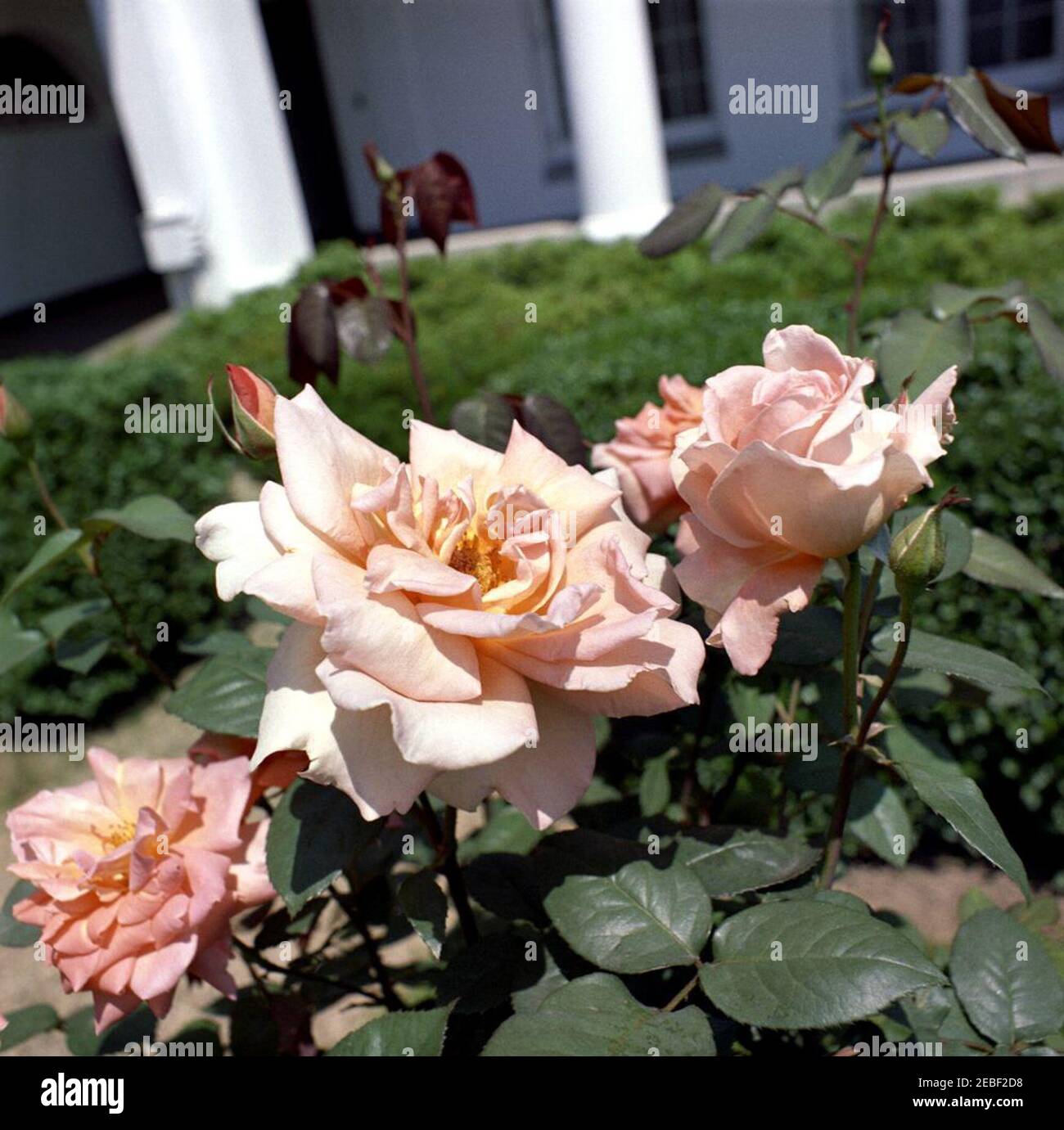 Rose Garden. View of roses in the Rose Garden, White House, Washington ...