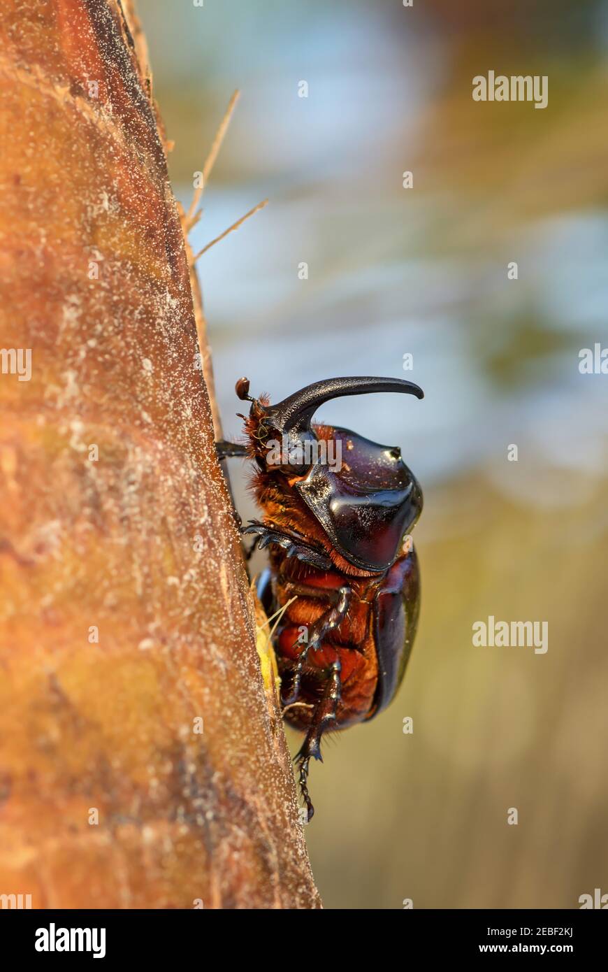 Flying black beetle hi-res stock photography and images - Alamy