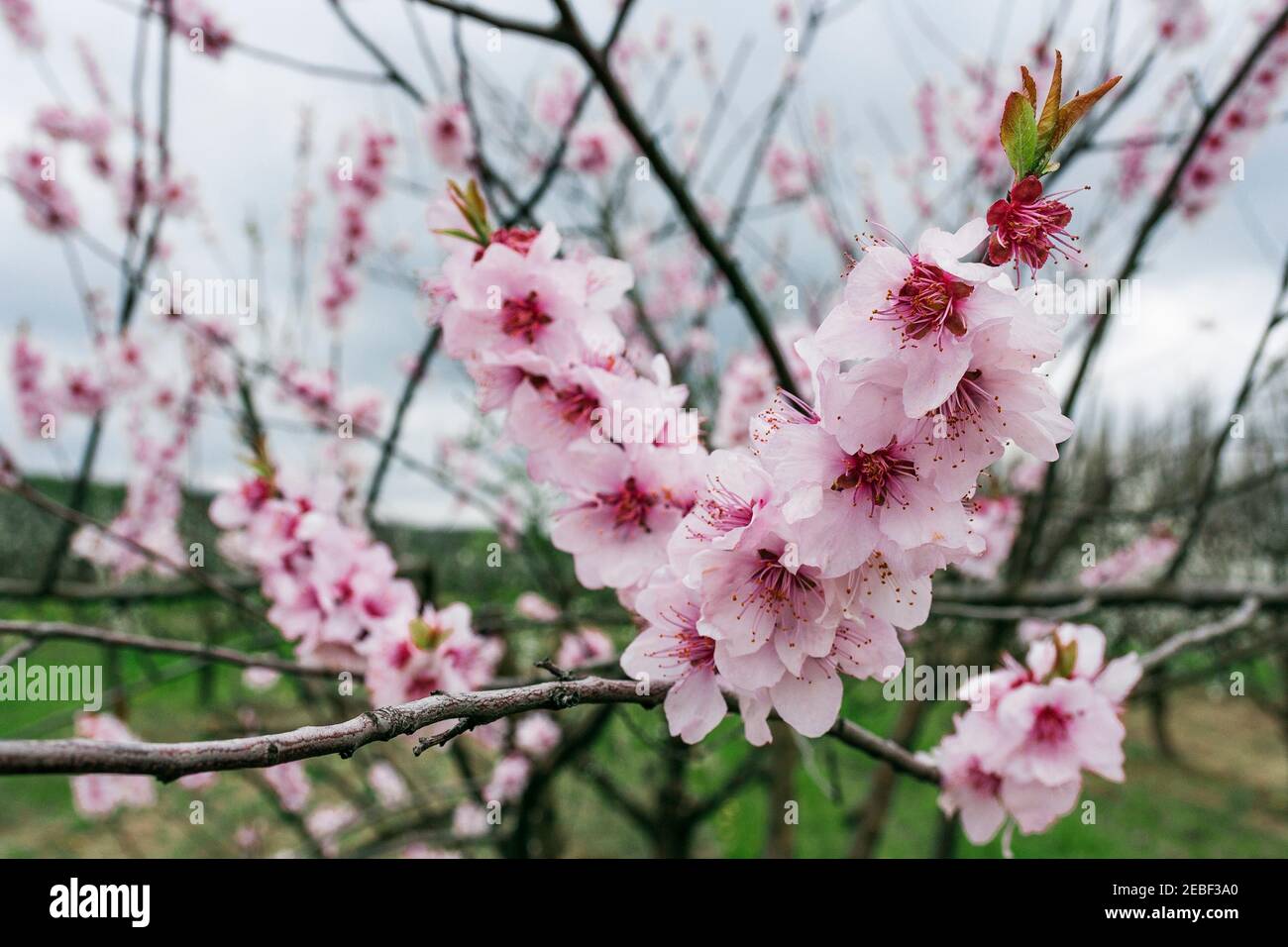 Peach tree in orchard hi-res stock photography and images - Alamy