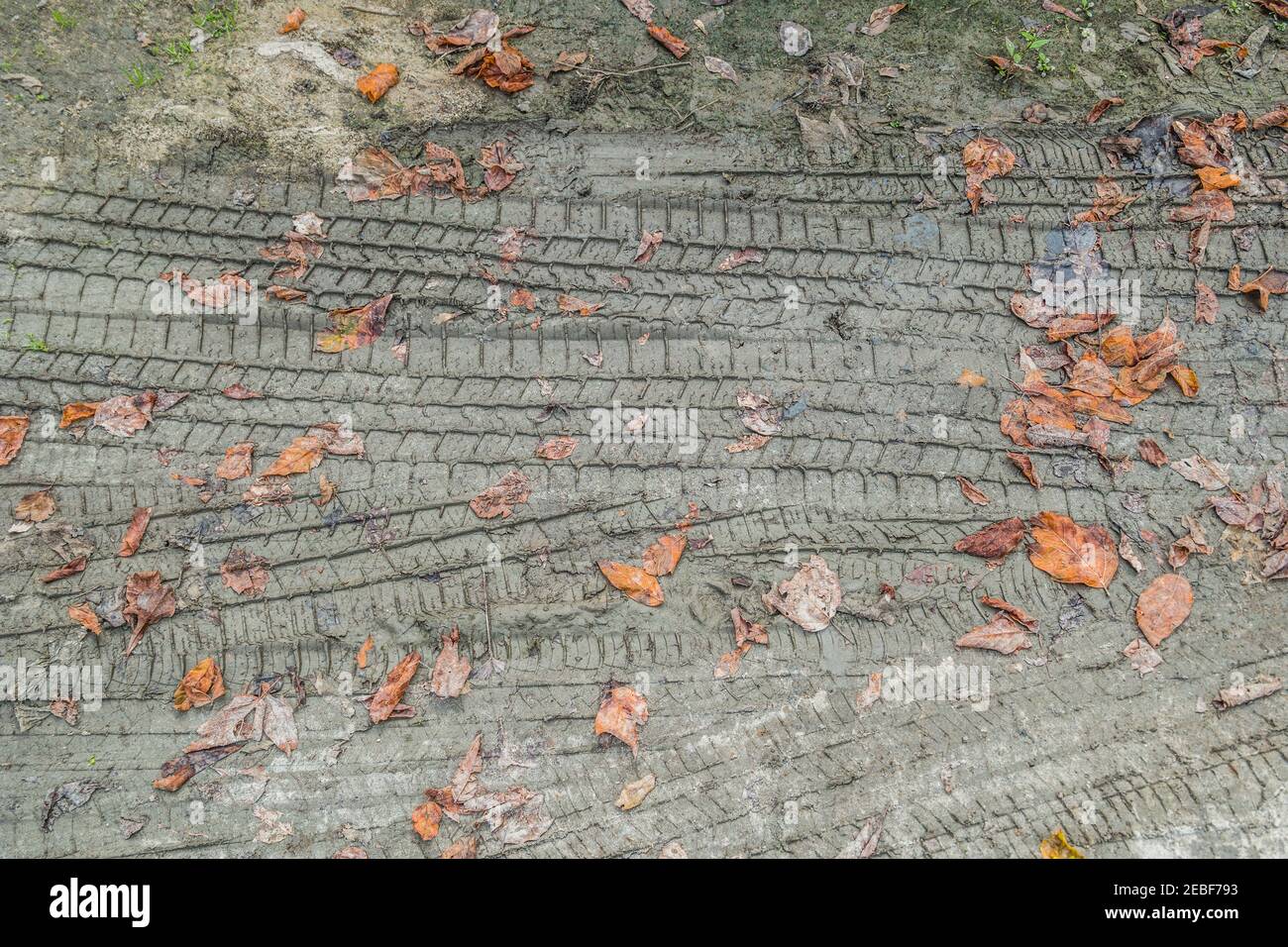 Several tire tracks imprinted in the grayish mud from cars and trucks ...