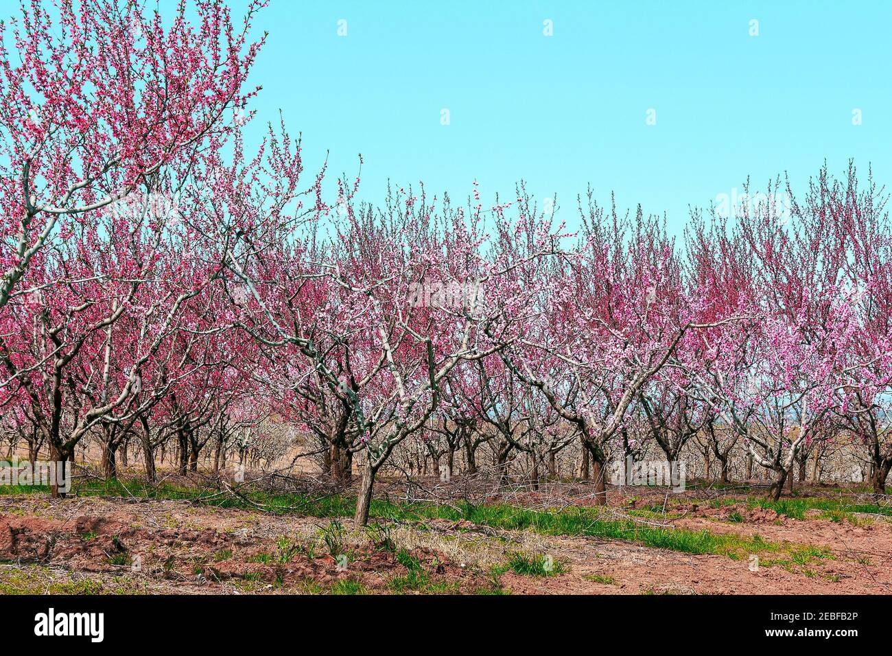 orchard with peach trees during flowering Stock Photo - Alamy