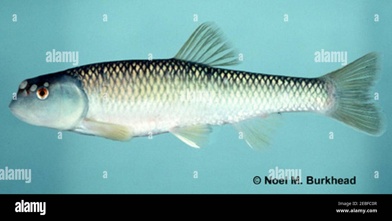 Leptocephalus High Resolution Stock Photography and Images - Alamy