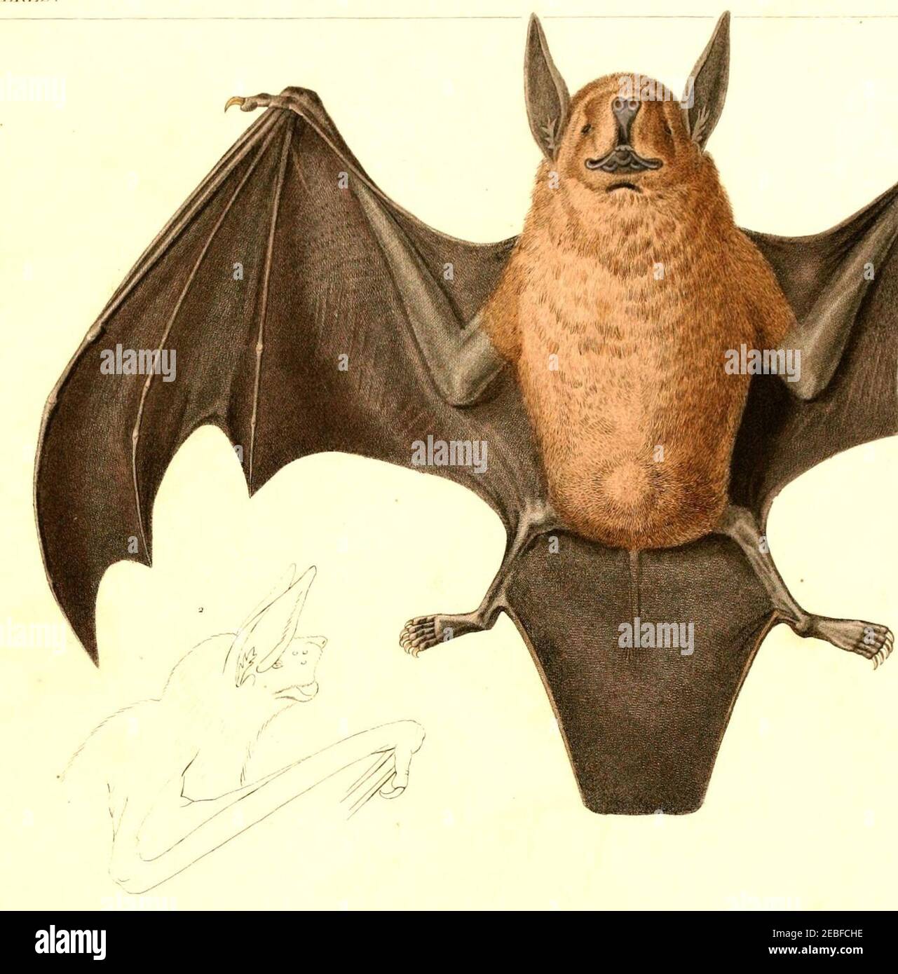 Noctilio hi-res stock photography and images - Alamy