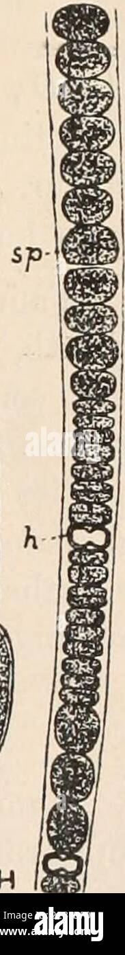 Nodularia hi-res stock photography and images - Alamy