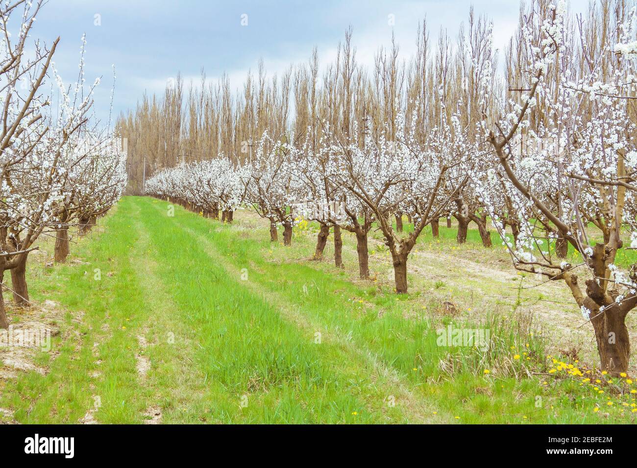orchard with plum trees during flowering Stock Photo - Alamy