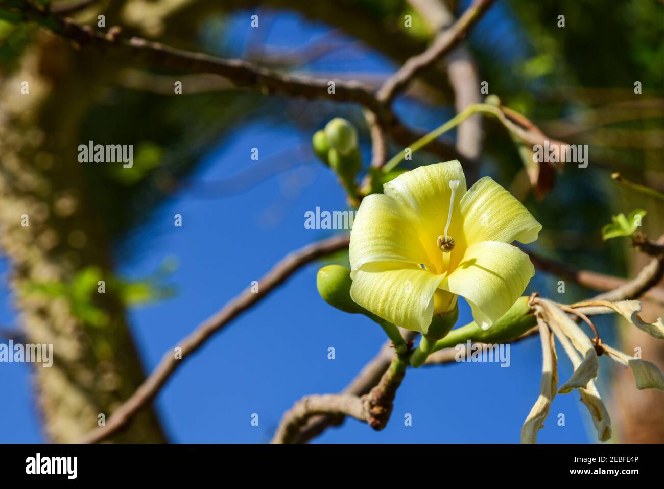 Yellow flower blooms hi-res stock photography and images - Alamy