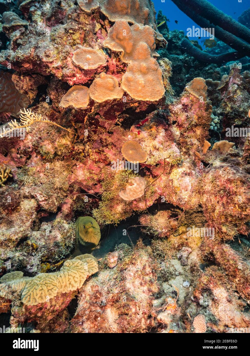 Seascape with Green Moray Eel in coral reef of Caribbean Sea, Curacao ...