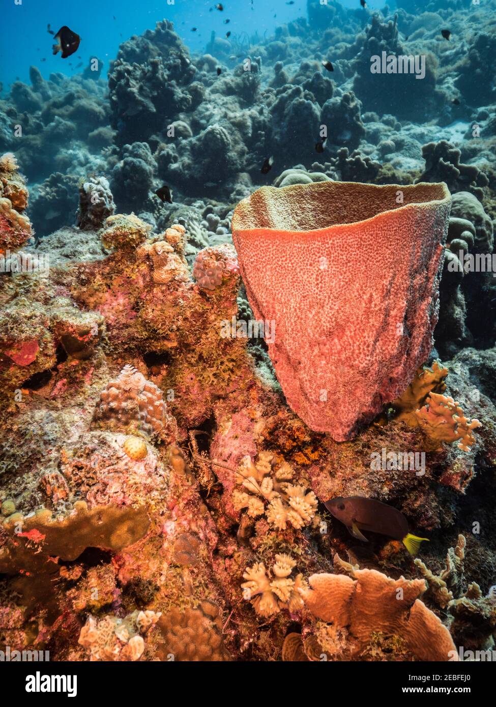 Seascape with Barrel Sponge in coral reef of Caribbean Sea, Curacao ...
