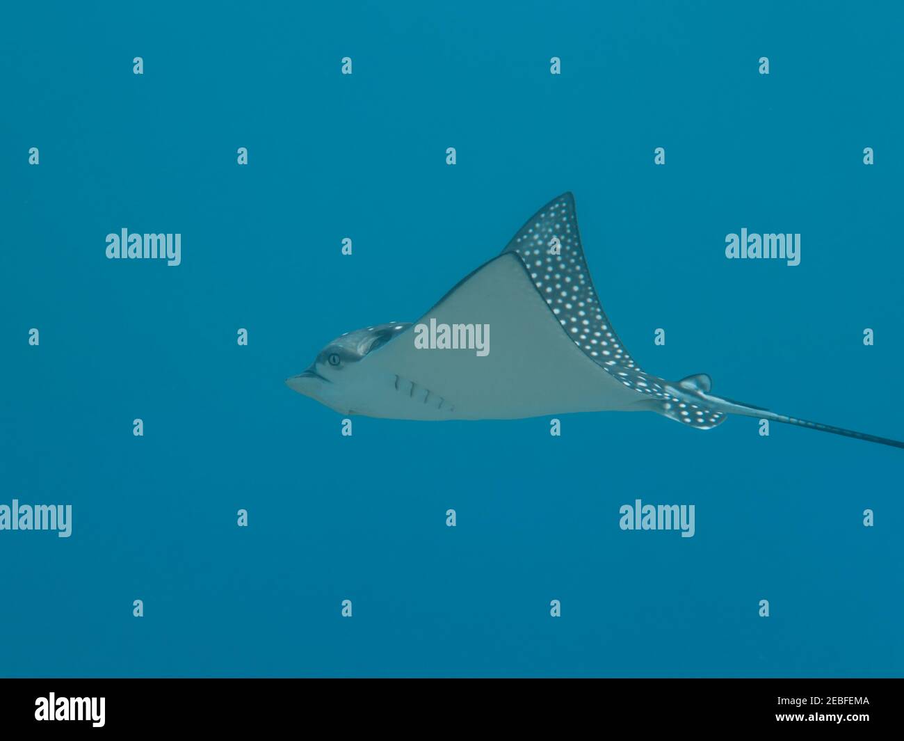 Spotted Eagle ray swim in coral reef of Caribbean Sea, Curacao Stock ...