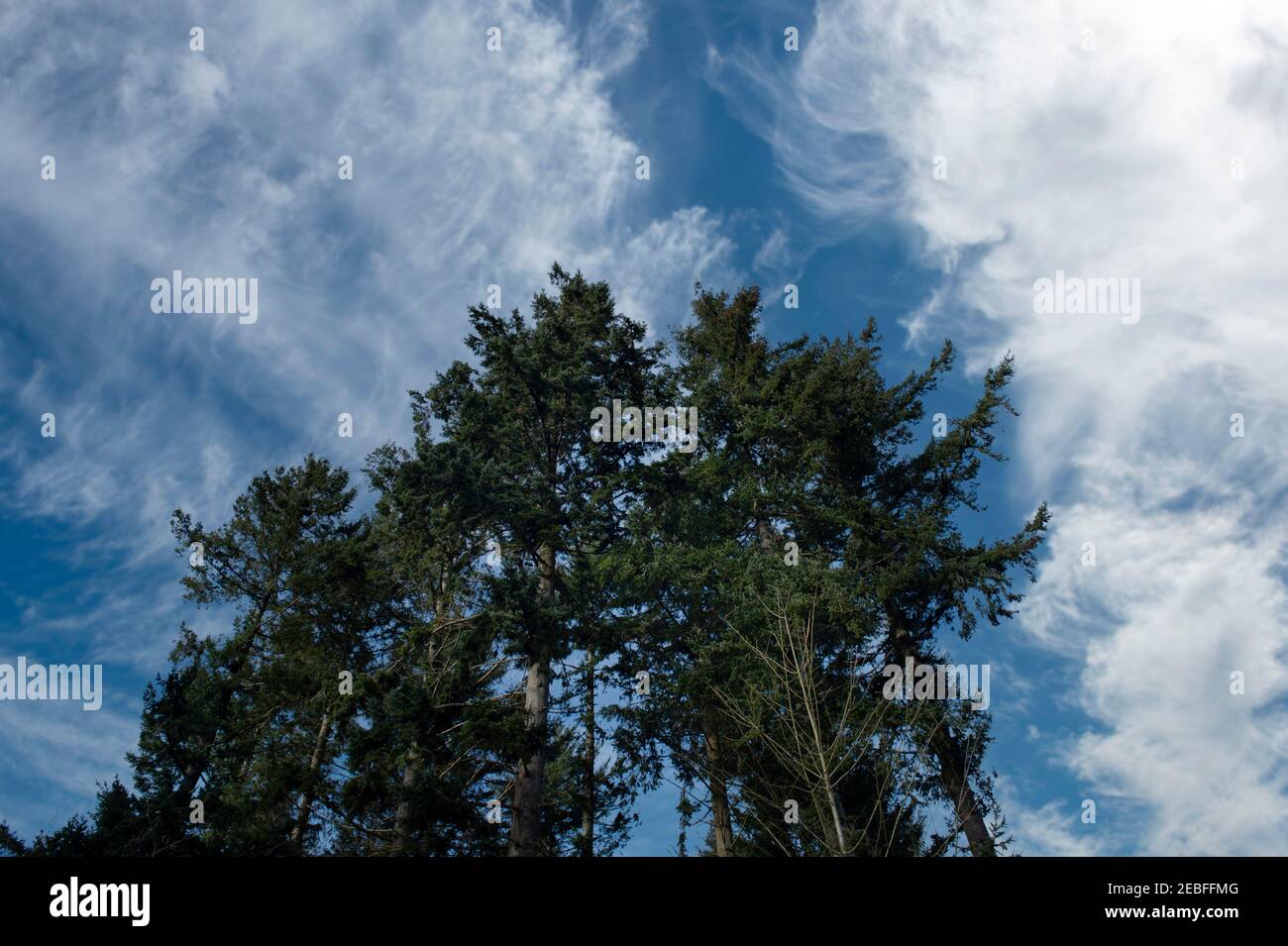 Pine trees with blue sky and clouds Stock Photo - Alamy