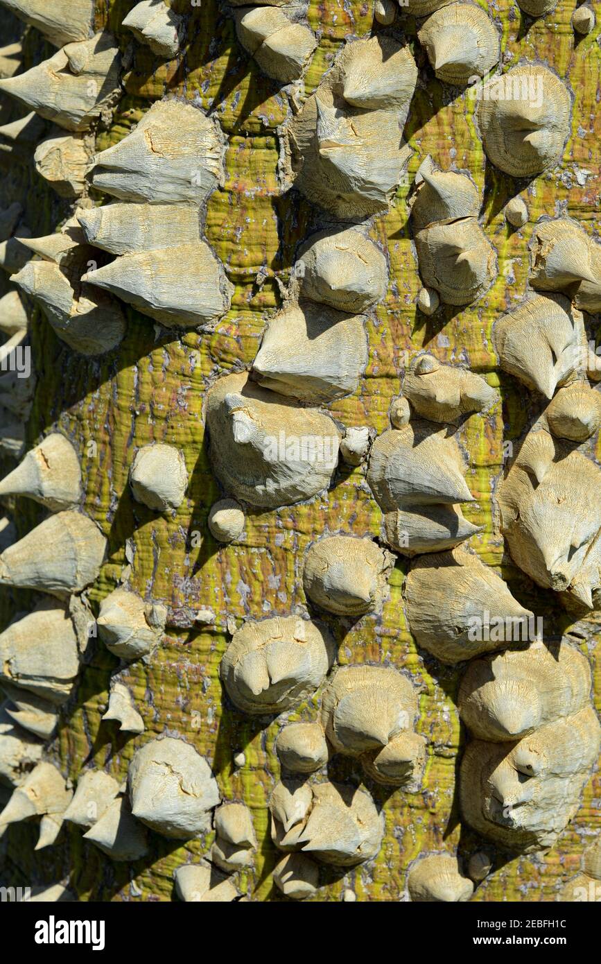 Bark of a tropical tree with thorns, background Stock Photo - Alamy