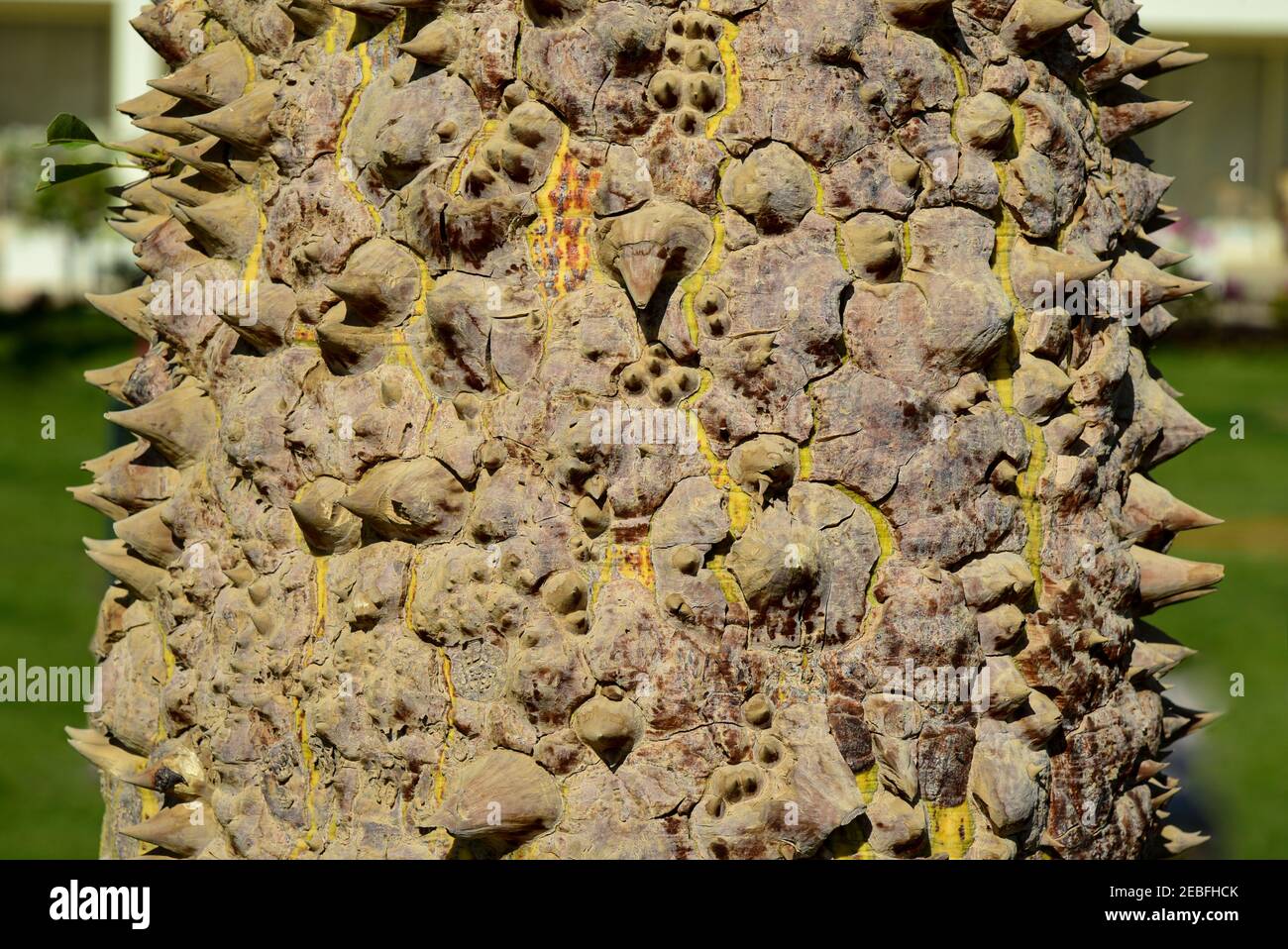 Bark of a tropical tree with thorns, background Stock Photo - Alamy