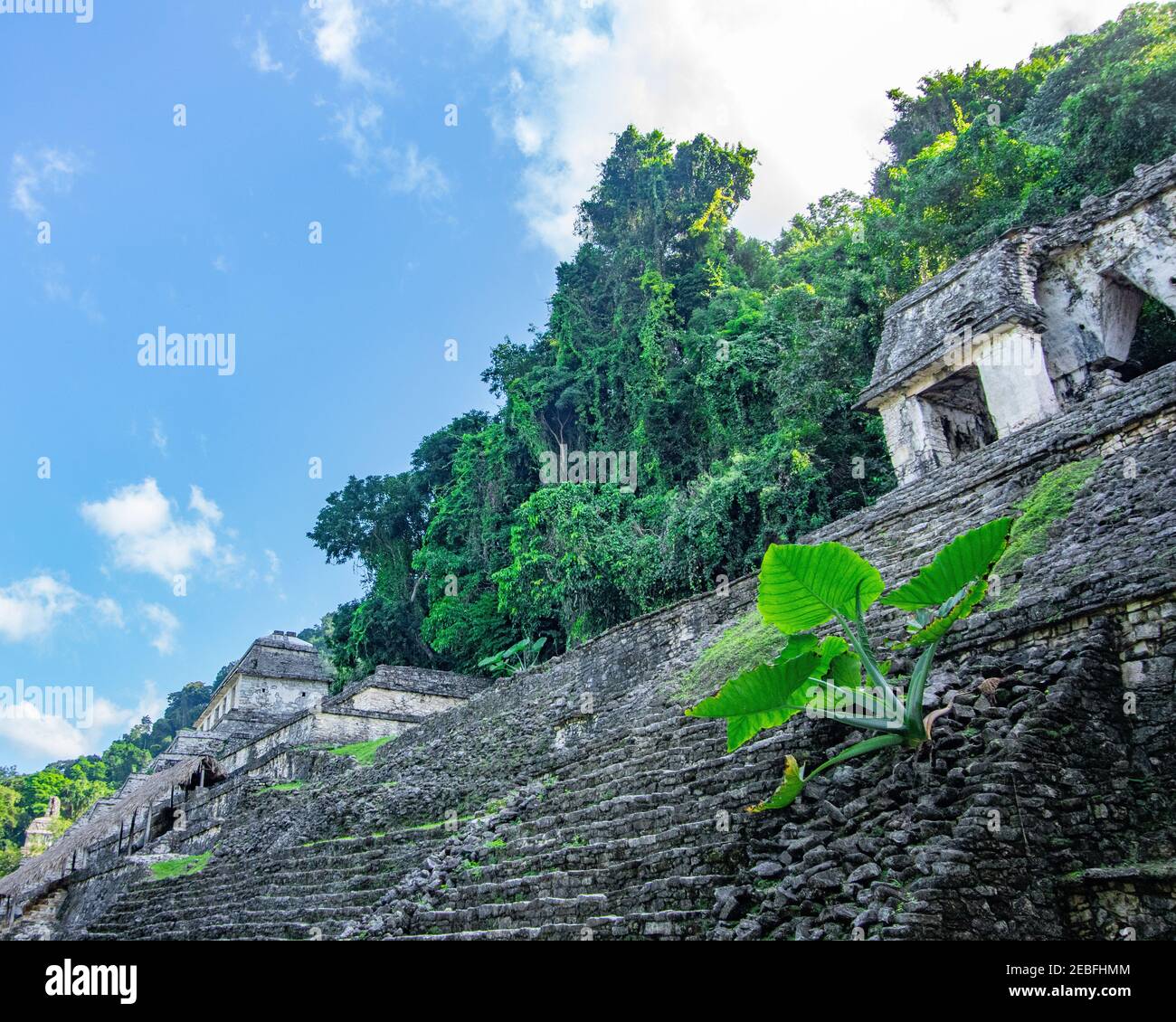 The Mayan ruins of Palenque, a UNESCO World Heritage site, in Chiapas ...