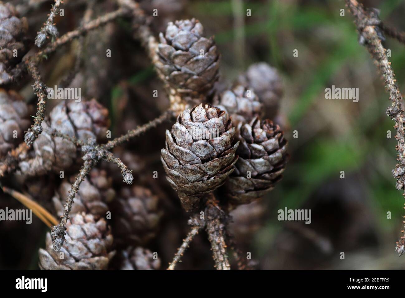 Old spruce tree hi-res stock photography and images - Alamy