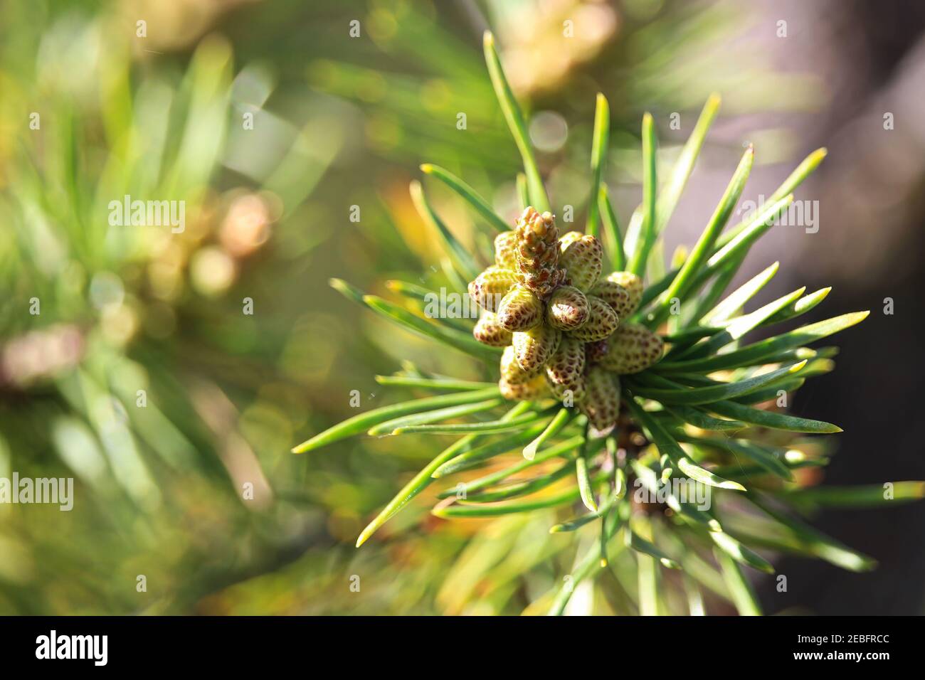 New growth on pine tree branches hi-res stock photography and images ...
