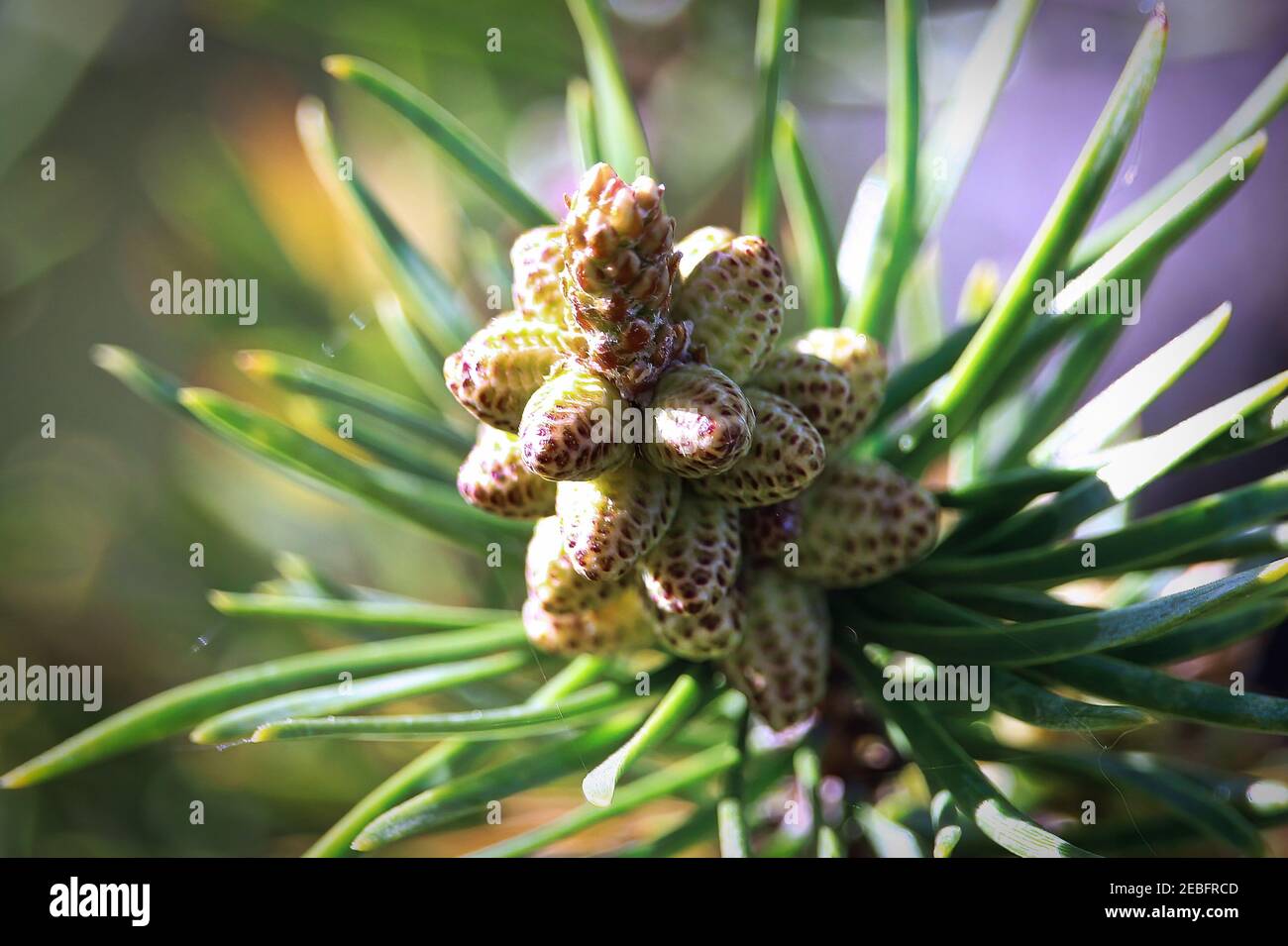 Evergreen cones hi-res stock photography and images - Alamy