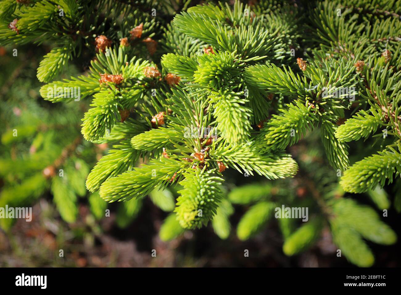 The new growth tips on a spruce tree Stock Photo - Alamy