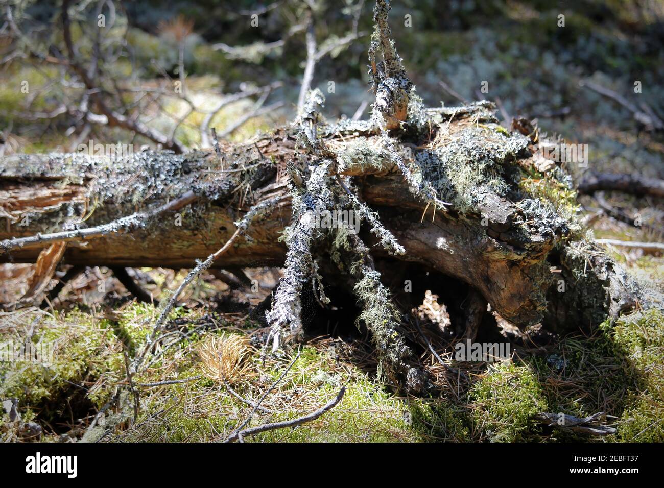 Old spruce tree hi-res stock photography and images - Alamy
