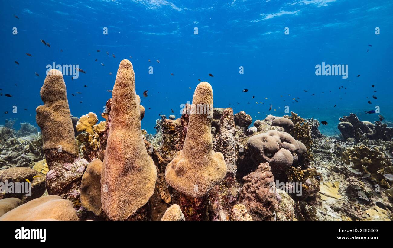 Pillar coral hi-res stock photography and images - Alamy