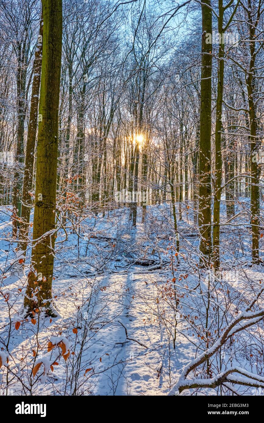 Tree back lit by the sun hi-res stock photography and images - Alamy