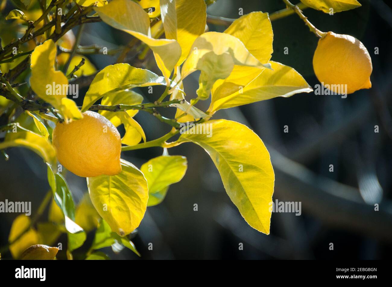 Two lemons on tree hi-res stock photography and images - Alamy