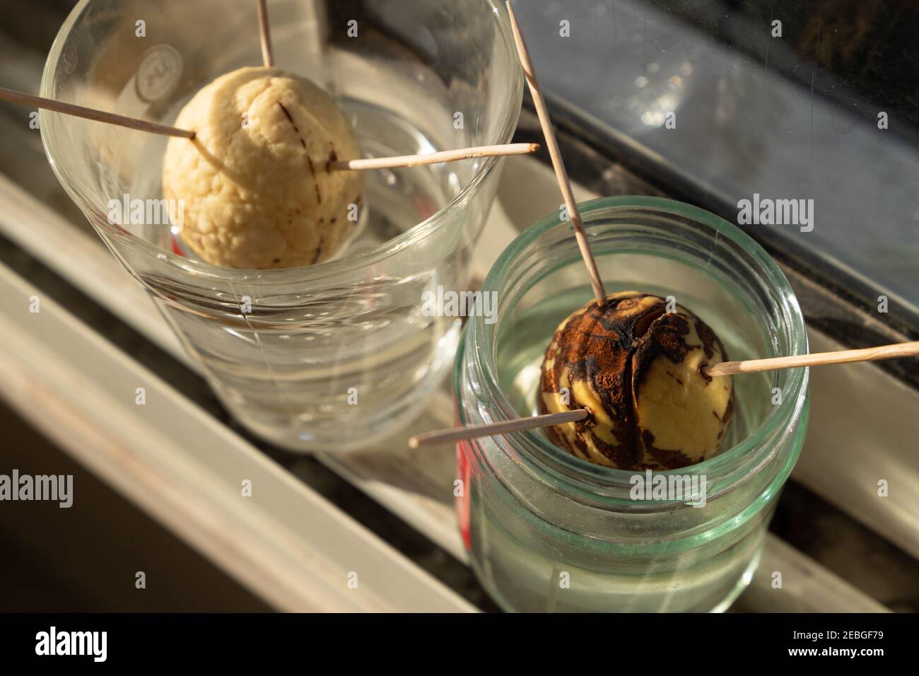 Germination method. The avocado seed is in a jar of water Stock Photo ...
