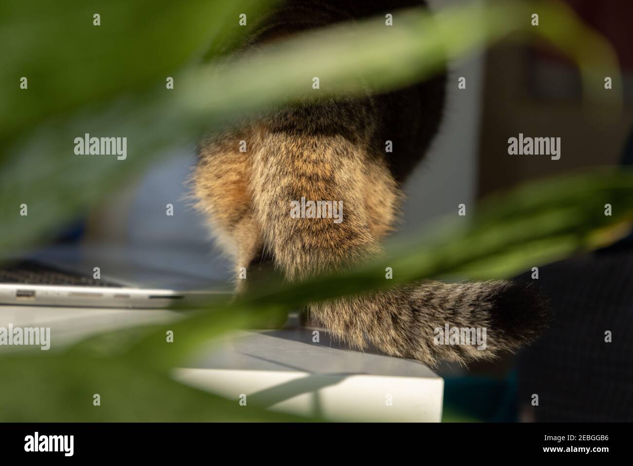 Tail of Scottish Fold cat surrounded by green leaves Stock Photo - Alamy