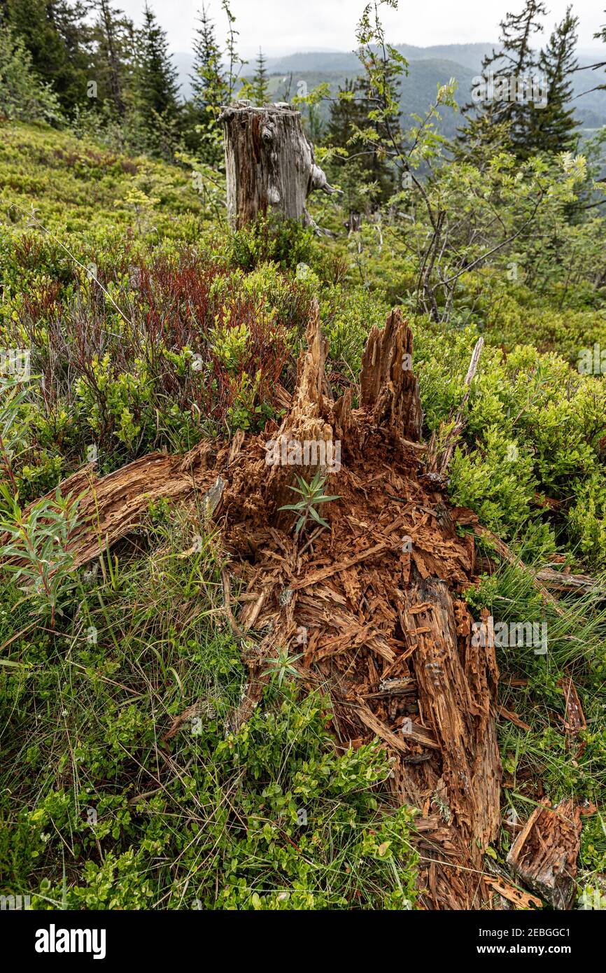 Vertical shot of broken tree trunks captured in the forest Stock Photo ...