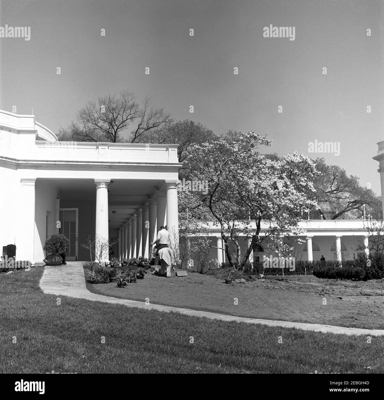 Rose Garden reconstruction, progress photos. Planting in progress along ...