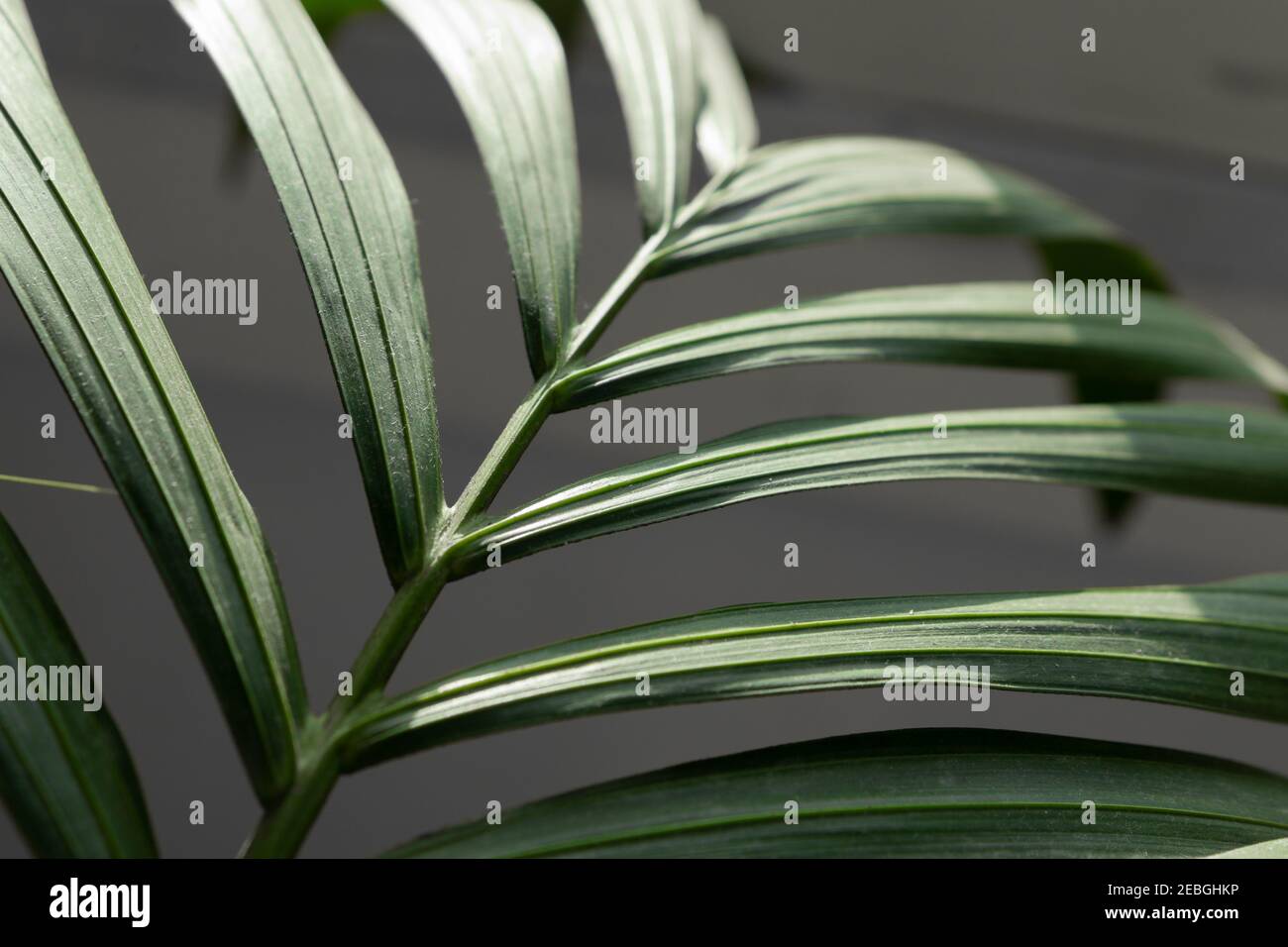 palm leaf from howea forsteriana arecaceae kentia palm Stock Photo - Alamy
