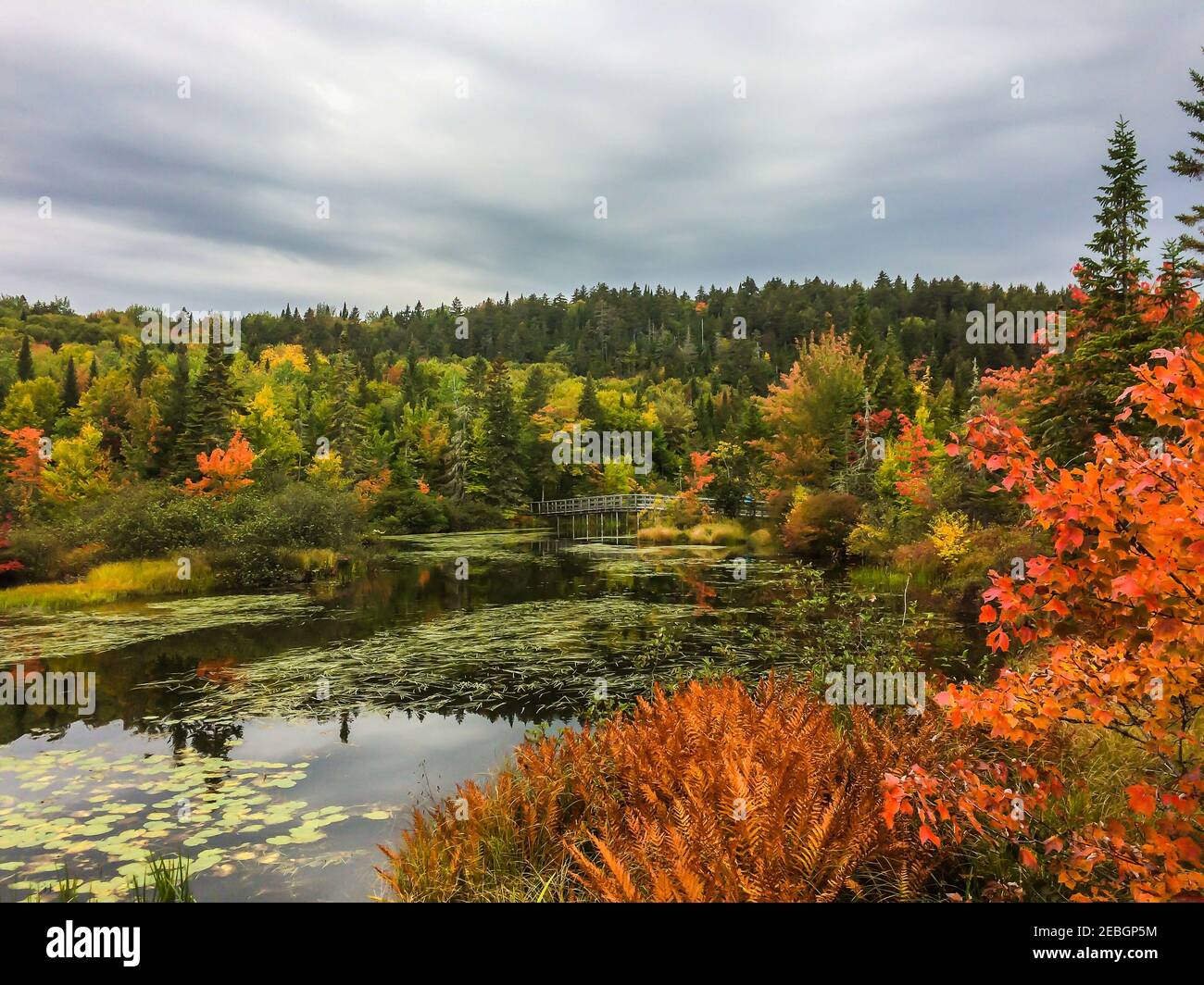 View of a lush vegetation in the Marais du Nord marshes a natural park ...