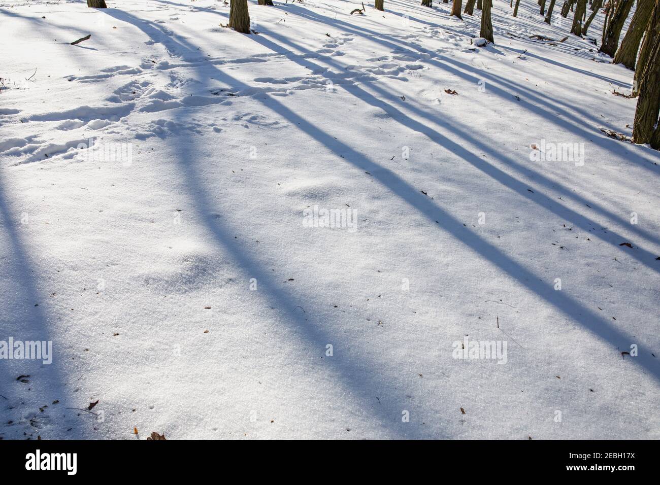 Parallel shadow lines on white snow background. Sunny winter day in a ...