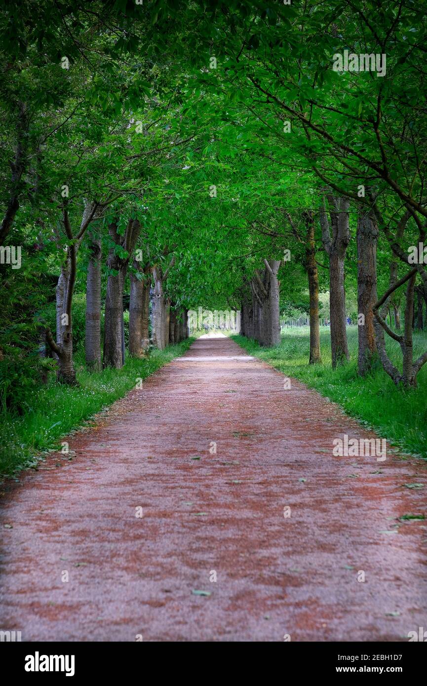 A pedestrian little road and a beautiful treeline Stock Photo - Alamy