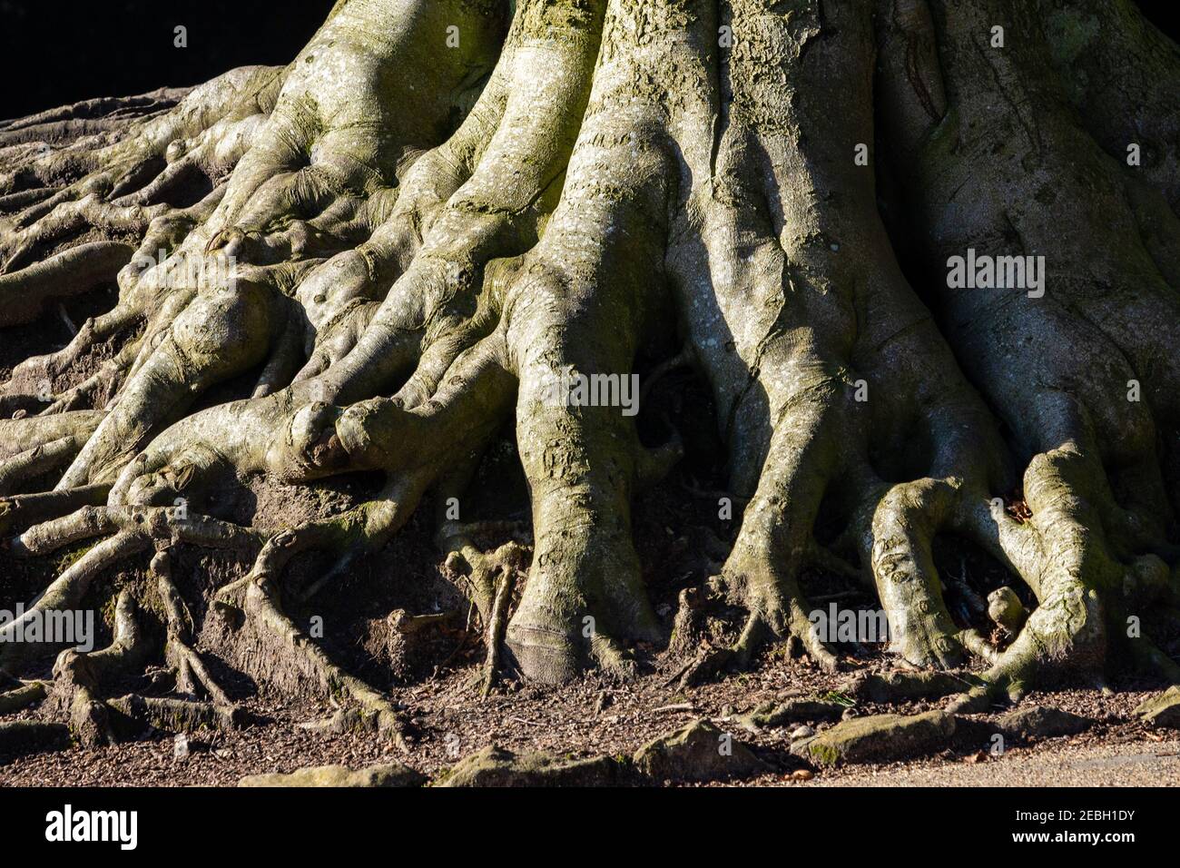 Big tree roots hi-res stock photography and images - Alamy