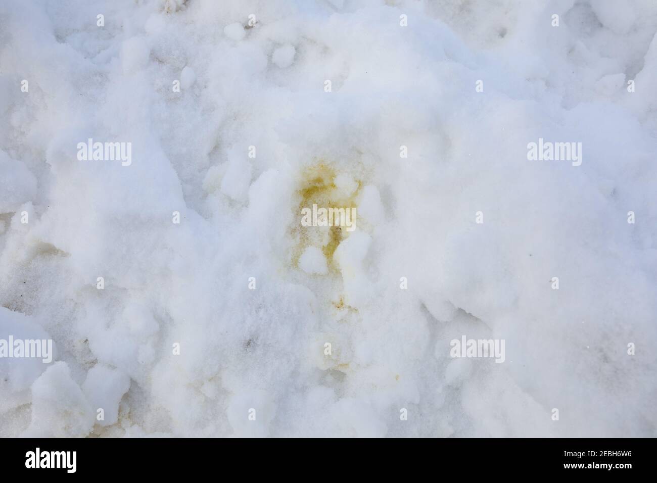 Yellow snow, yellow urine spot on a white background Stock Photo - Alamy