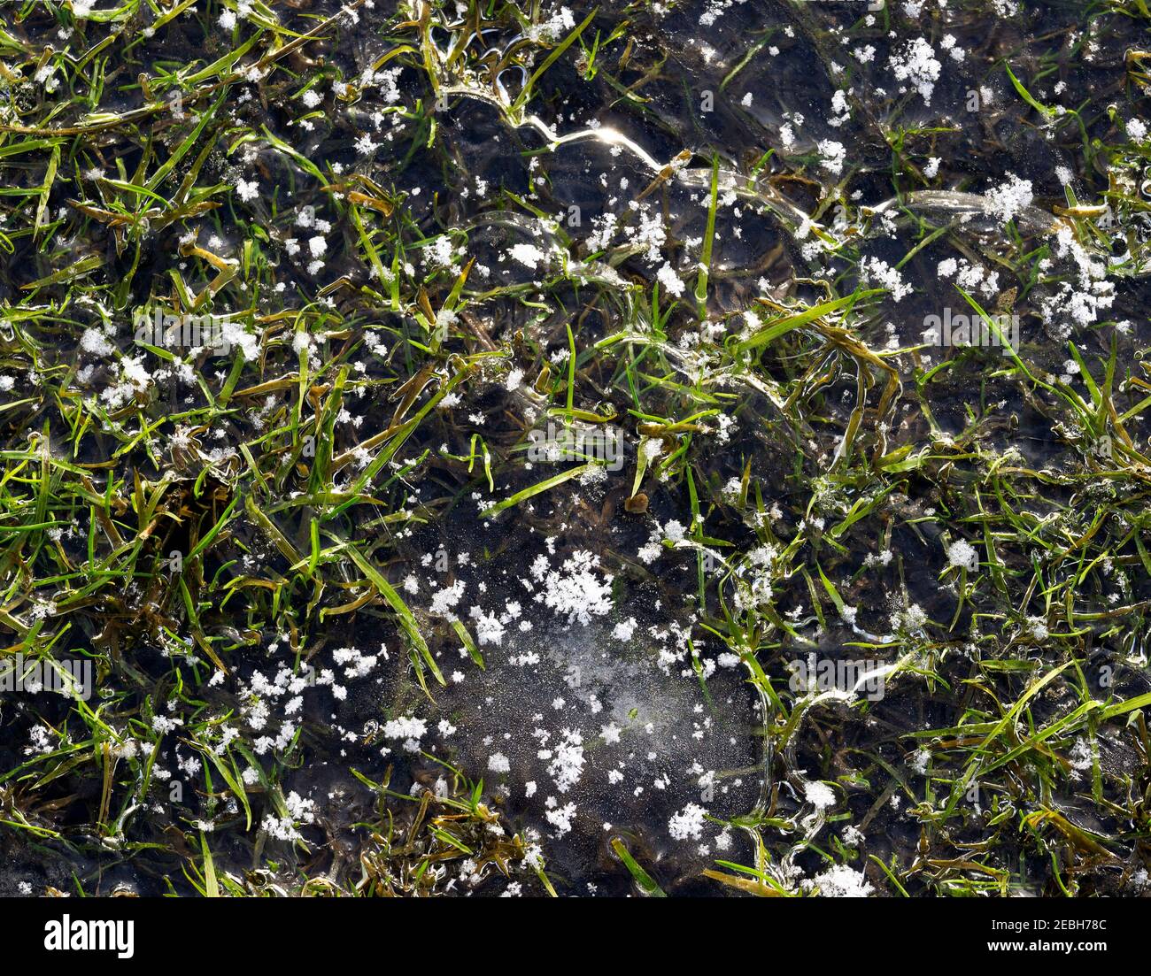 Thin ice sheets hi-res stock photography and images - Alamy