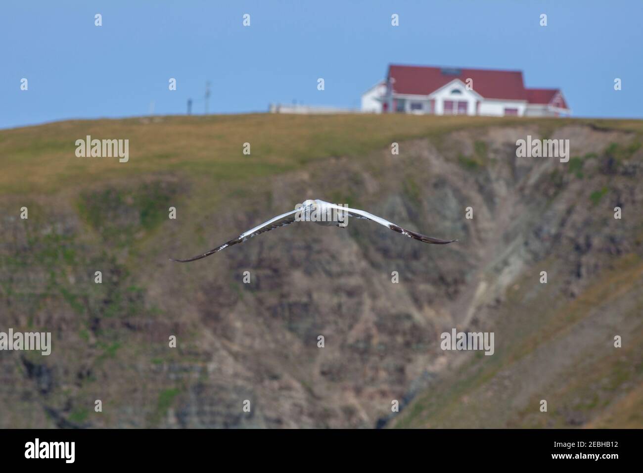 Willow ptarmigan flying hi-res stock photography and images - Alamy