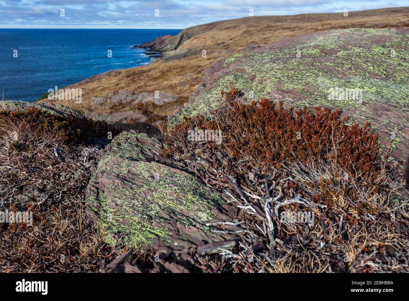 Twillingate harbour newfoundland hi-res stock photography and images ...