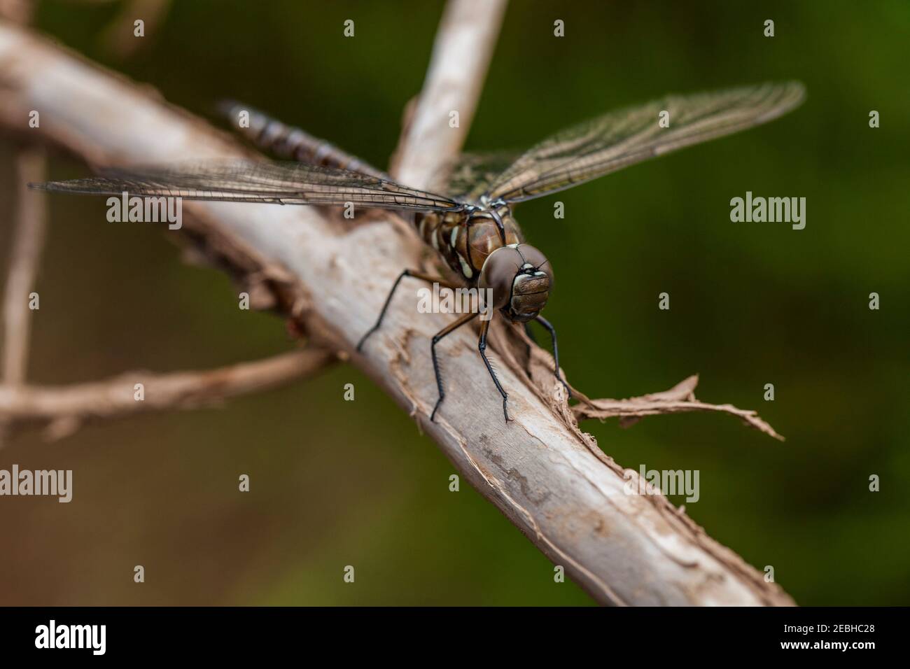 Dragonfly(Odonata) on a tree branch, Newfoundland, Canada Stock Photo ...