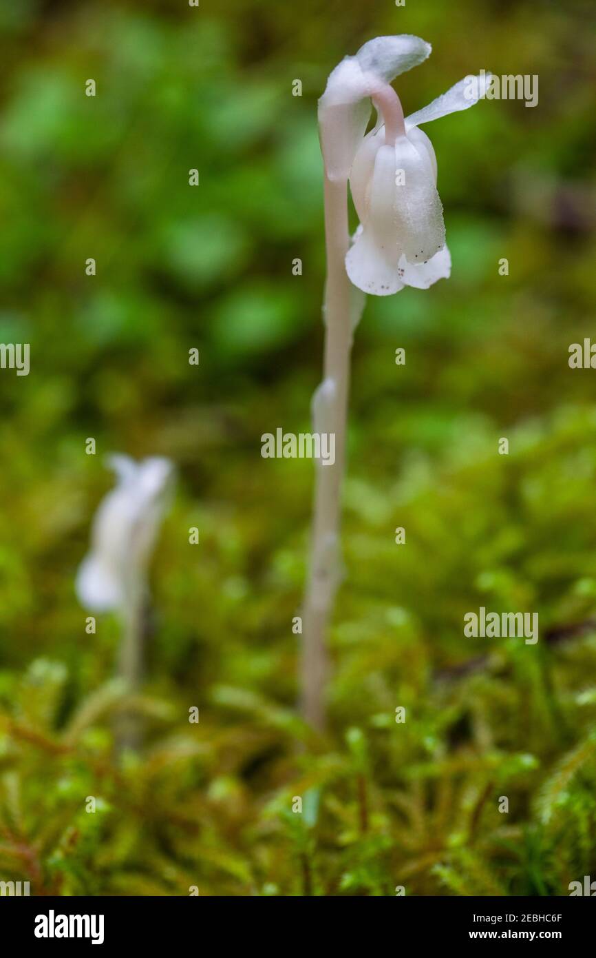 Monotropa uniflora, also known as ghost plant (or ghost pipe), Indian pipe or corpse plant ...