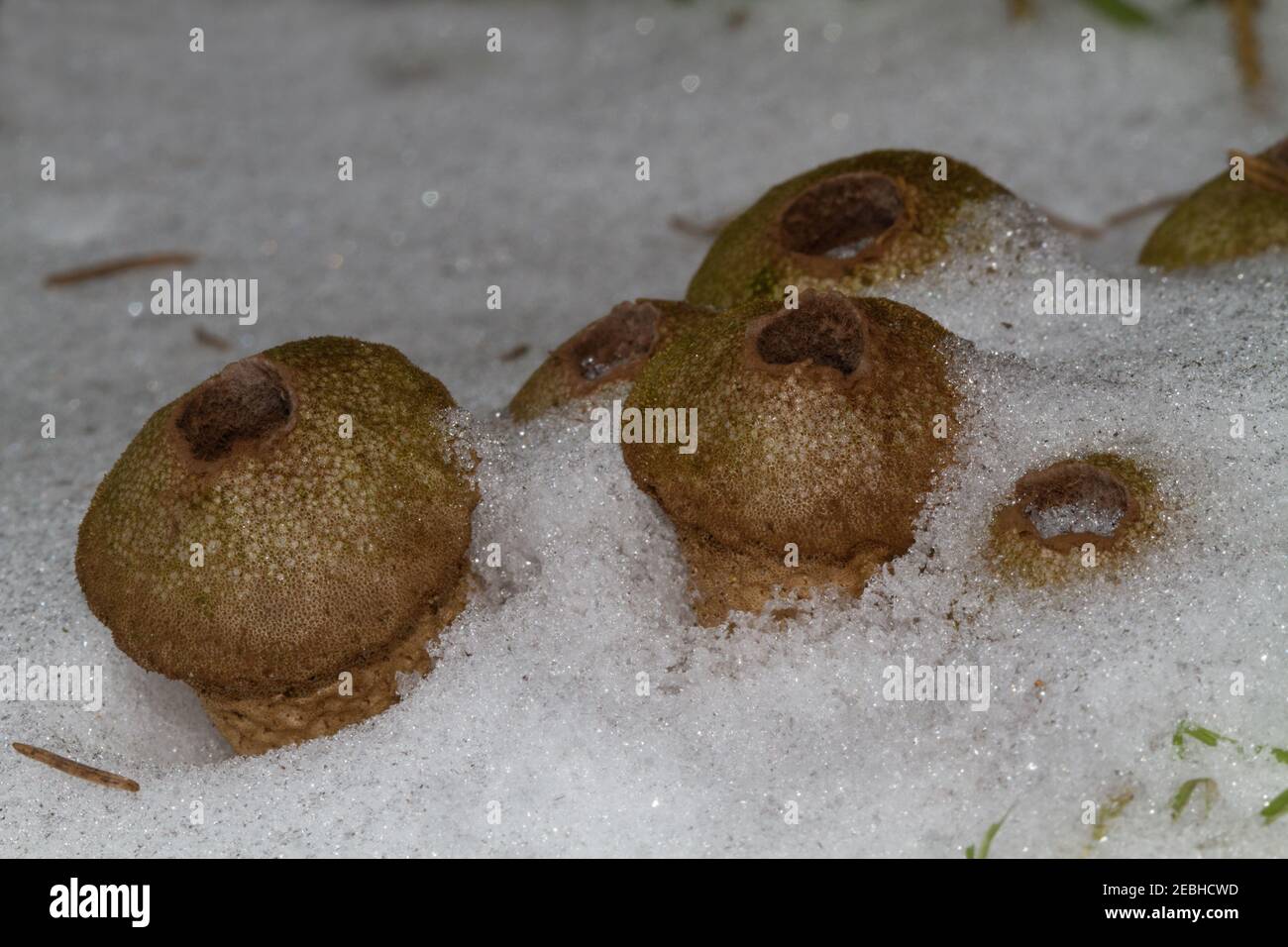 Brown puffballs hi-res stock photography and images - Alamy