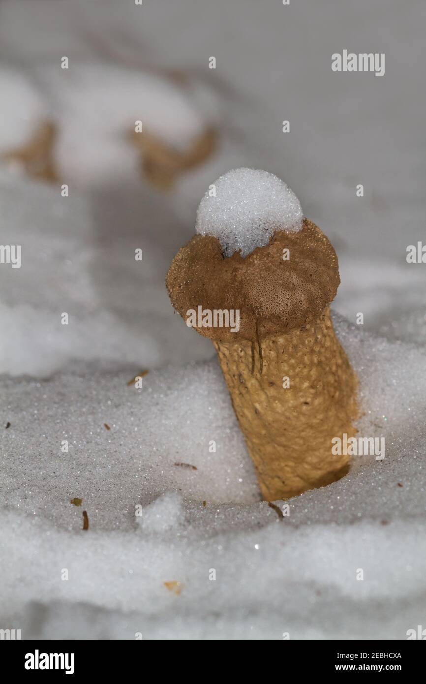 Common puffball or Warted puffball in snow Stock Photo - Alamy