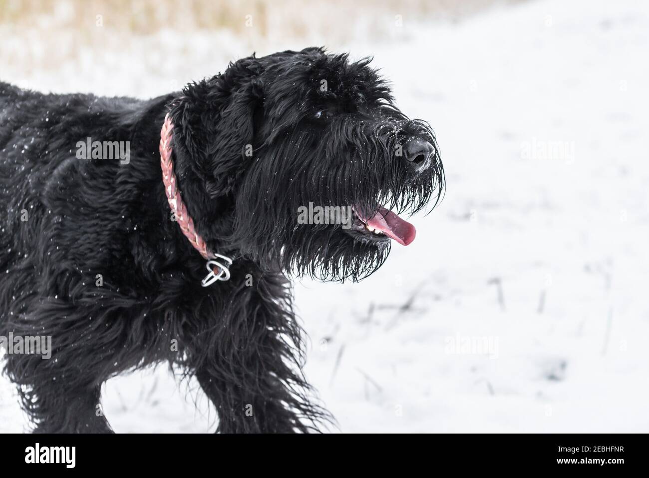 Giant schnauzer dog with black fur running and jumping towards camera ...