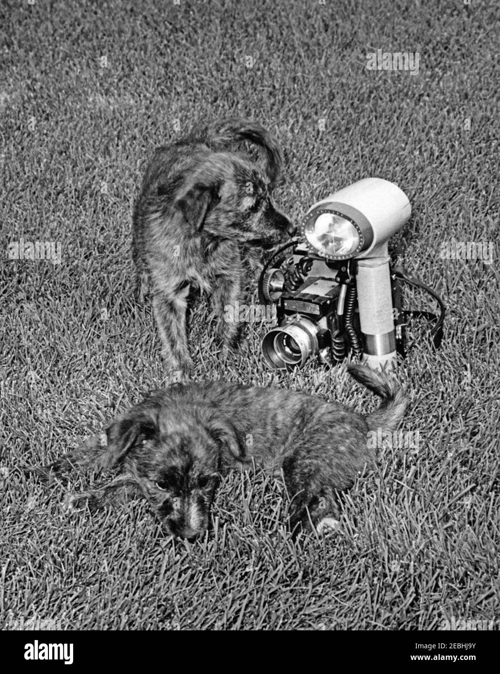 Kennedy family dogs Black and White Stock Photos & Images - Alamy