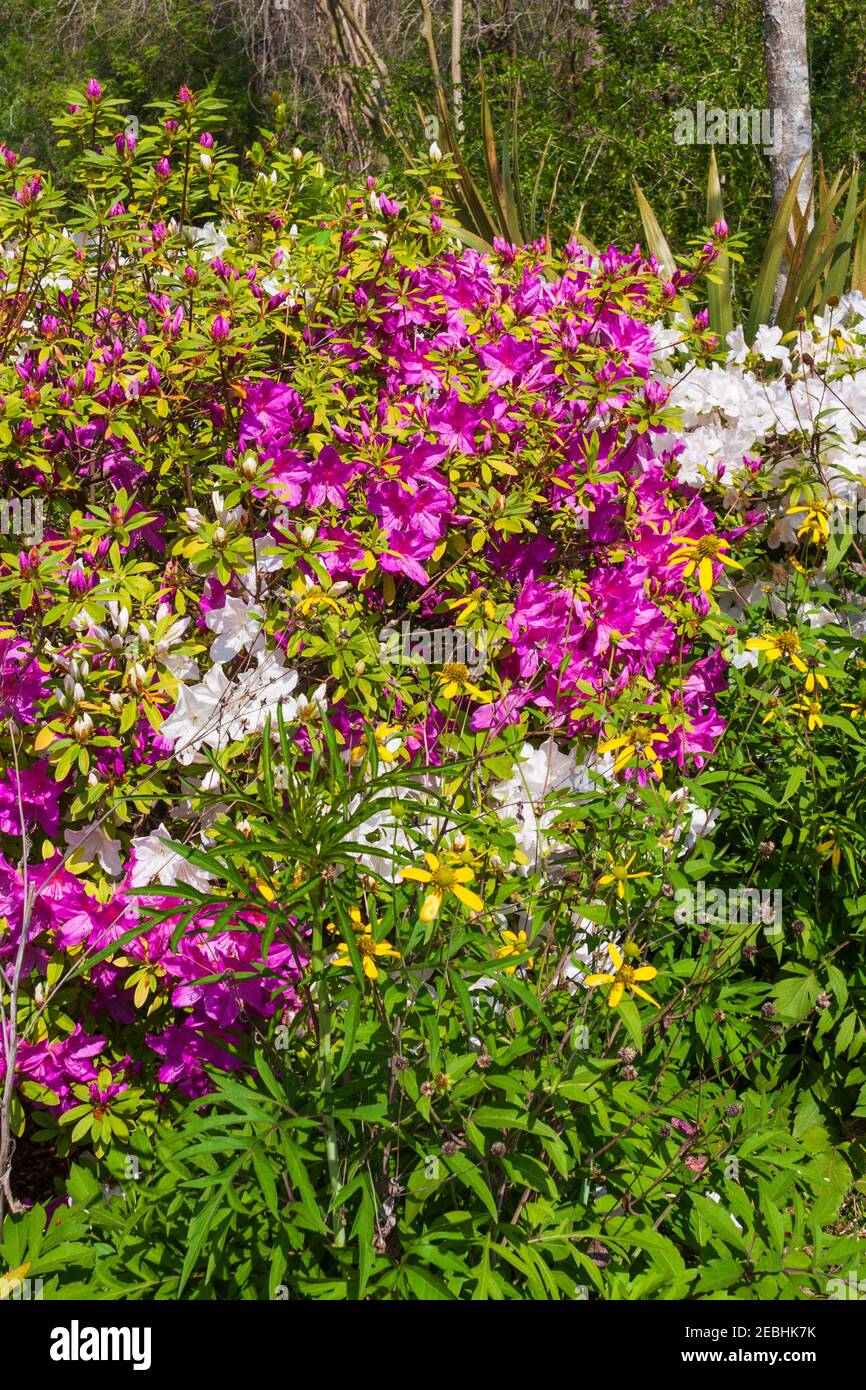 Azaleas and Green-head Coneflowers at Mercer Arboretum in Spring, Texas ...