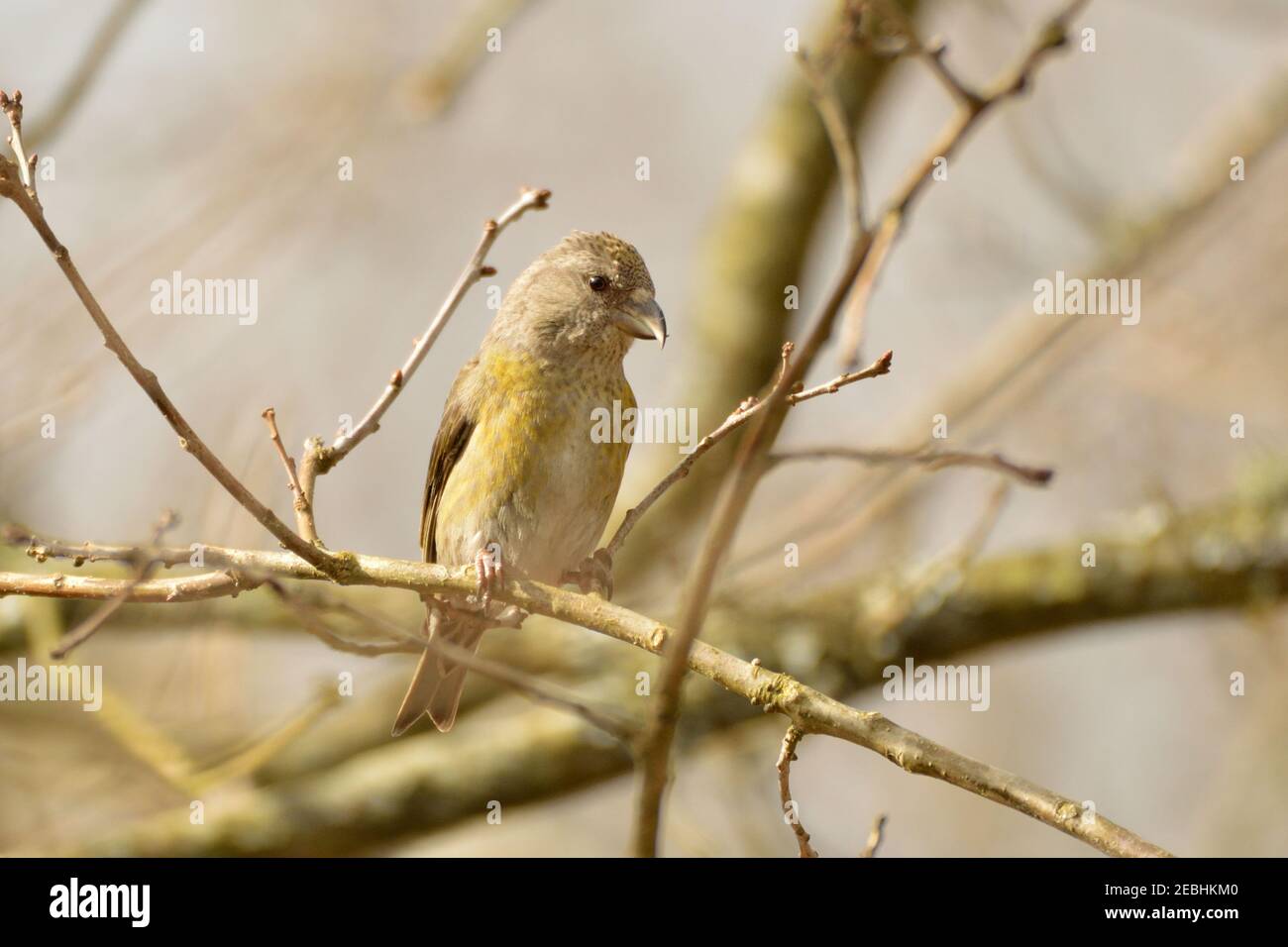 Kent countryside uk winter hi-res stock photography and images - Alamy