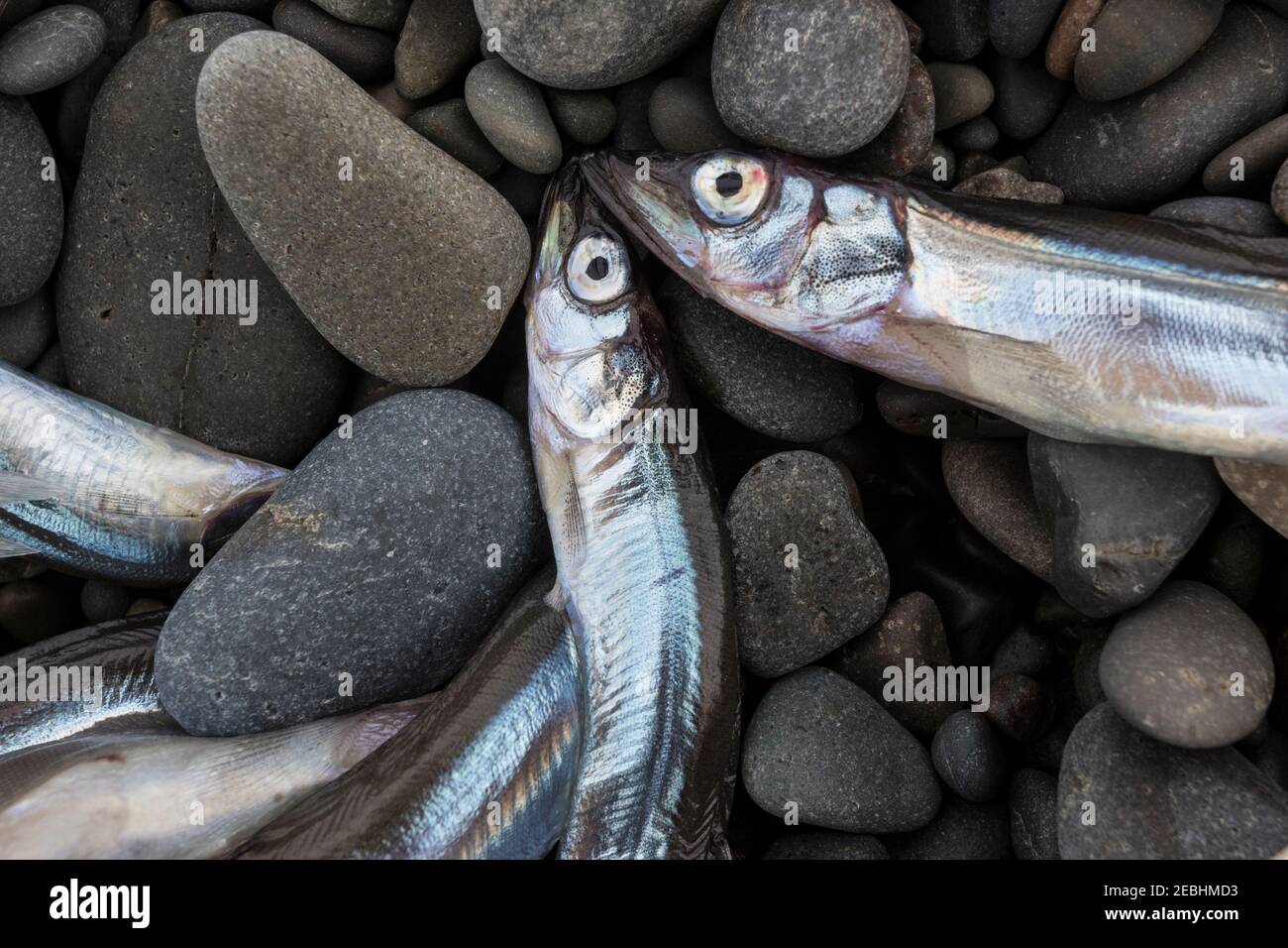 Washed up seabirds hi-res stock photography and images - Alamy